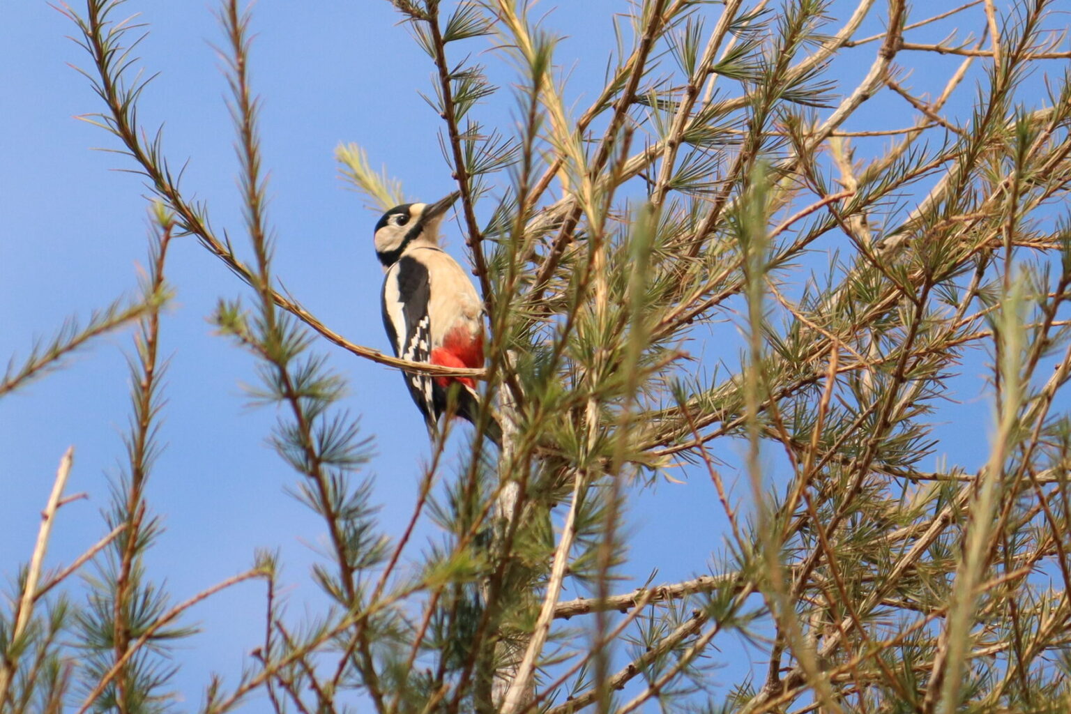 Home - Birding in Edinburgh
